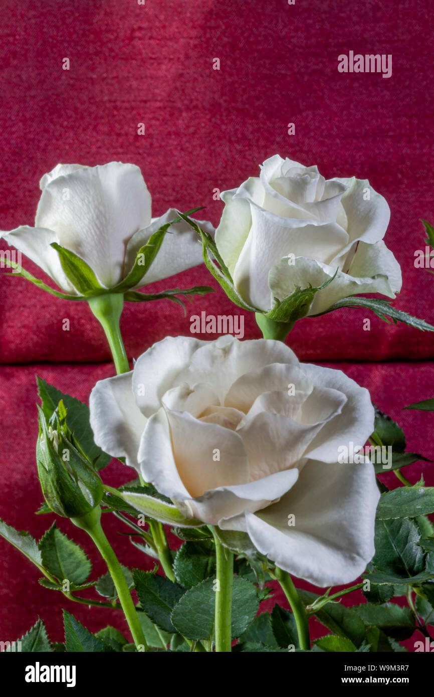 Miniature rose dwarf hi-res stock photography and images - Alamy