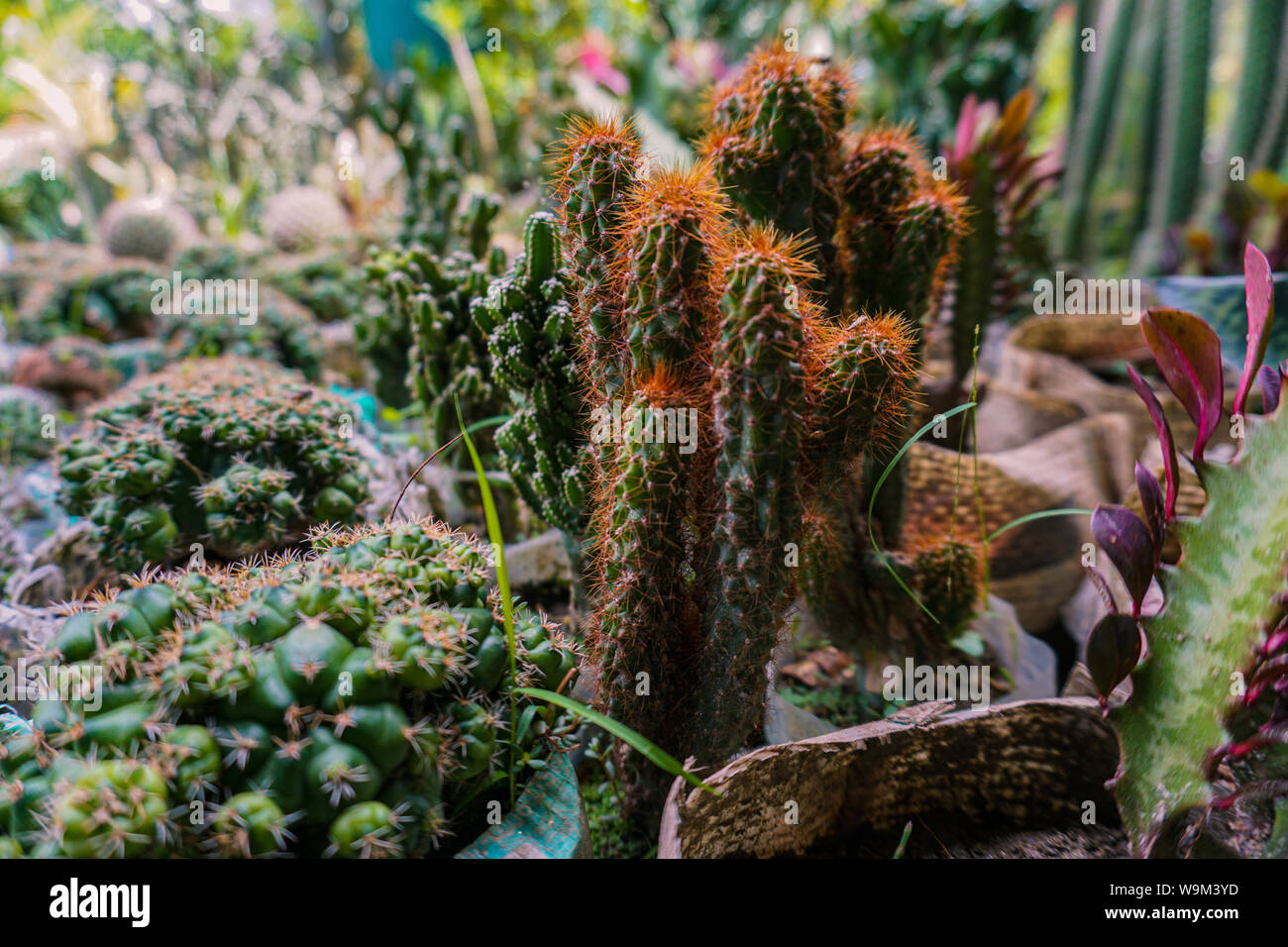 A cactus is a kind of a plant adapted to hot, dry climates. Plants ...