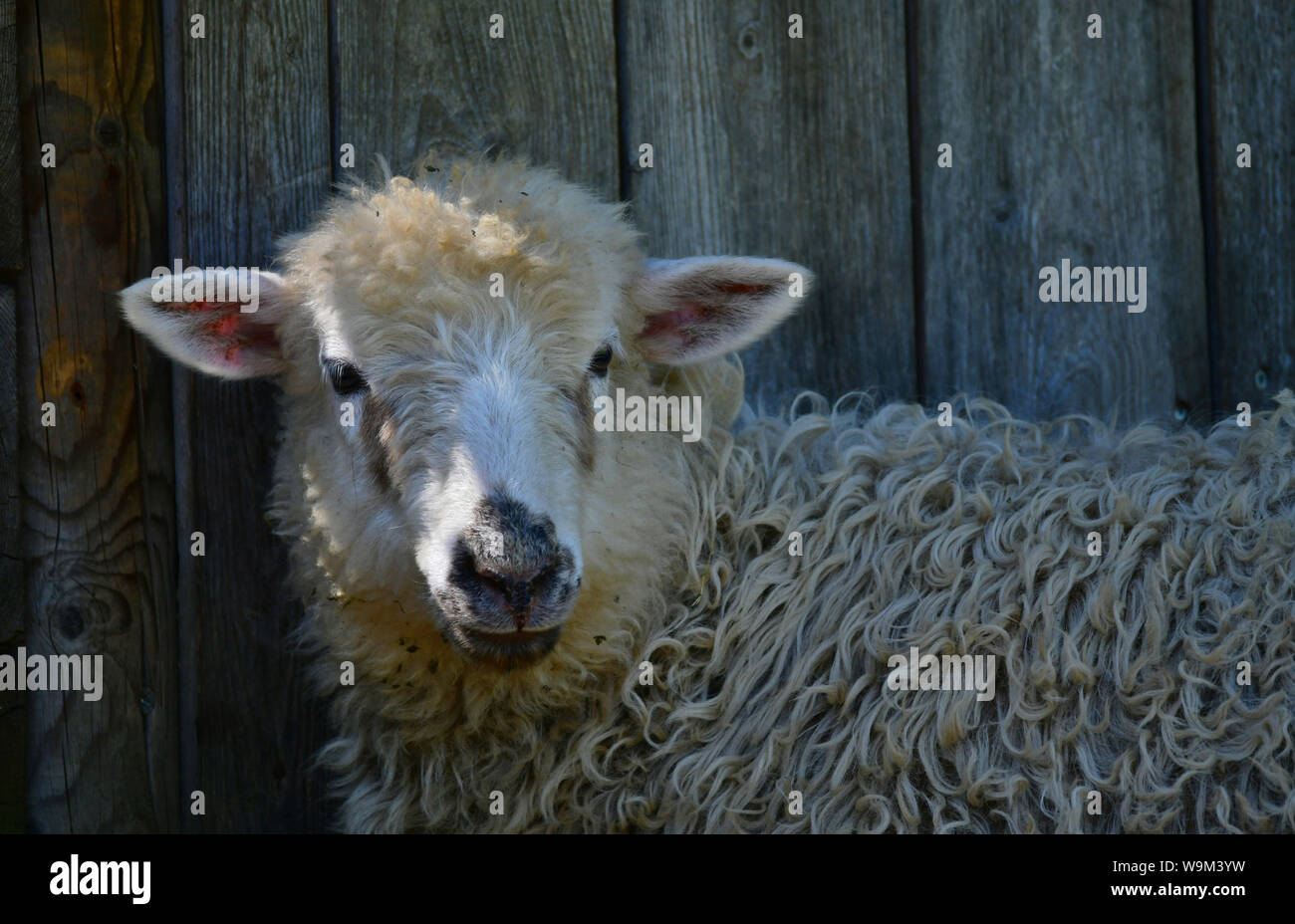 Portrait of a young white sheep with a black nose in front of a stable ...