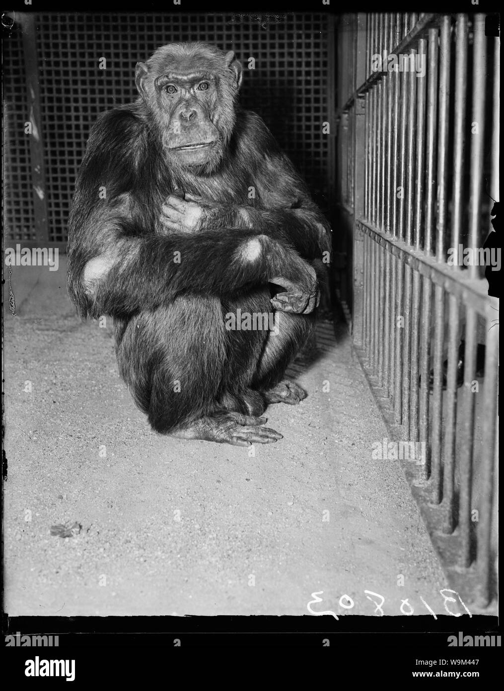 Human cage zoo Black and White Stock Photos & Images - Alamy