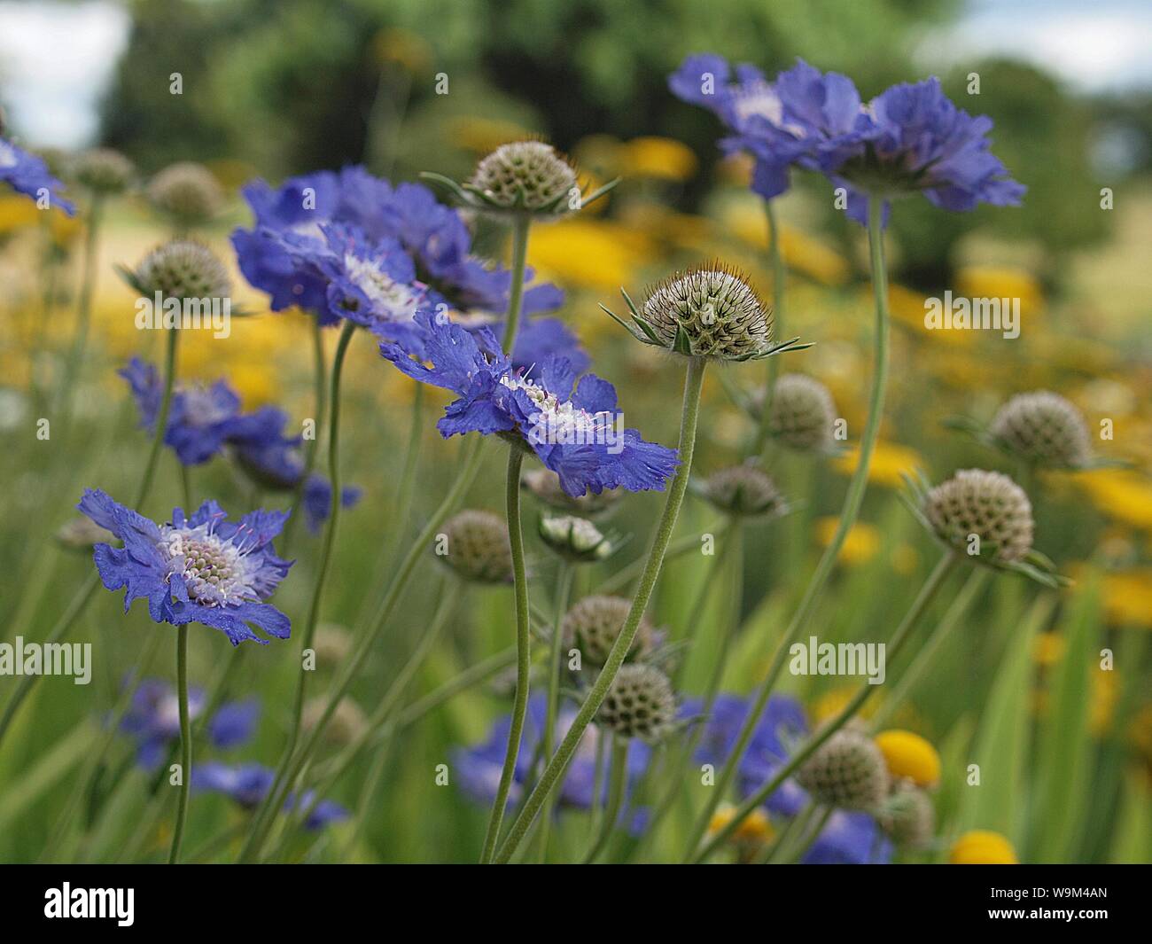 Meadow with purple blooming scabious or scabiosa flowers Stock Photo ...