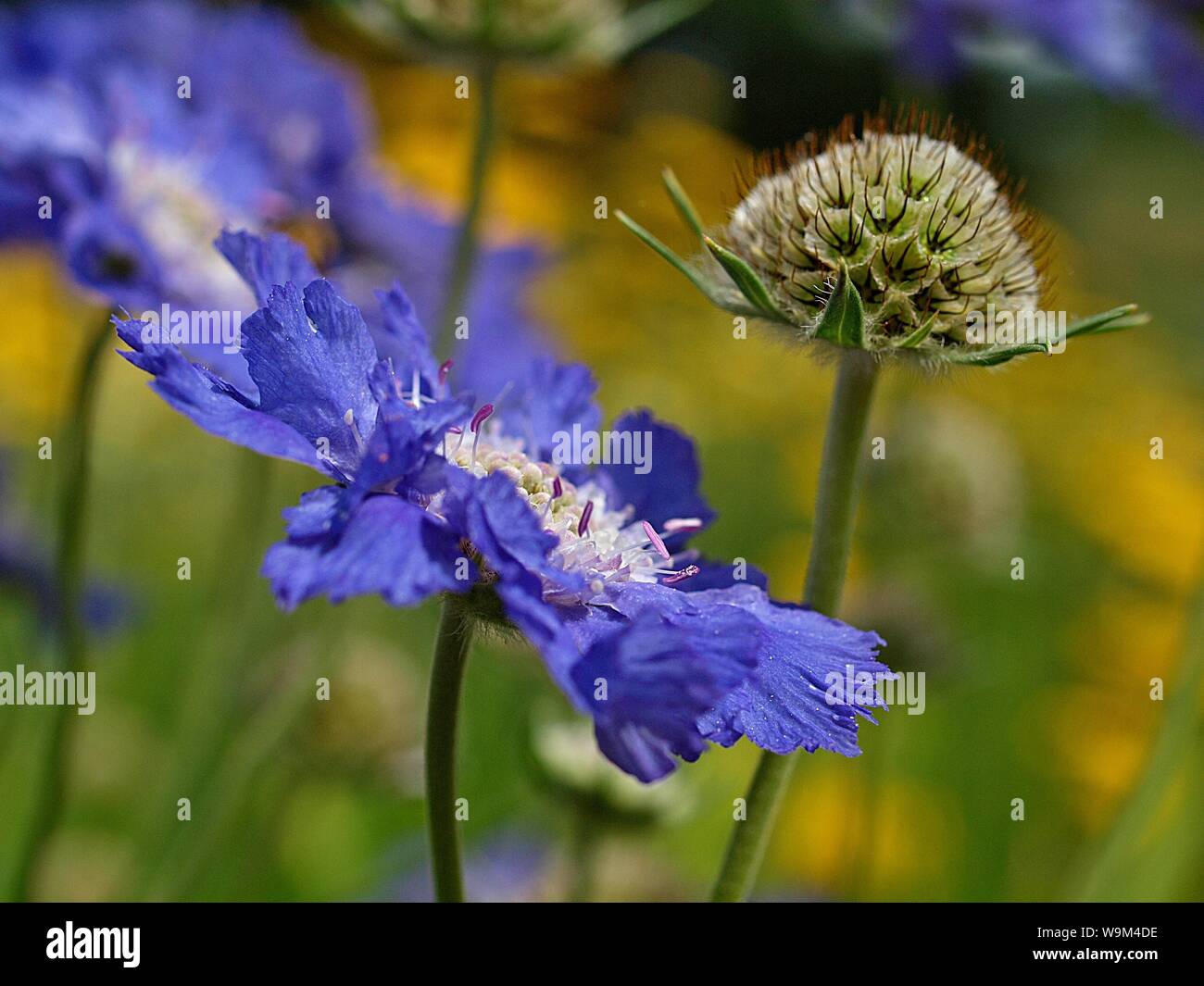 Meadow with purple blooming scabious or scabiosa flowers Stock Photo ...