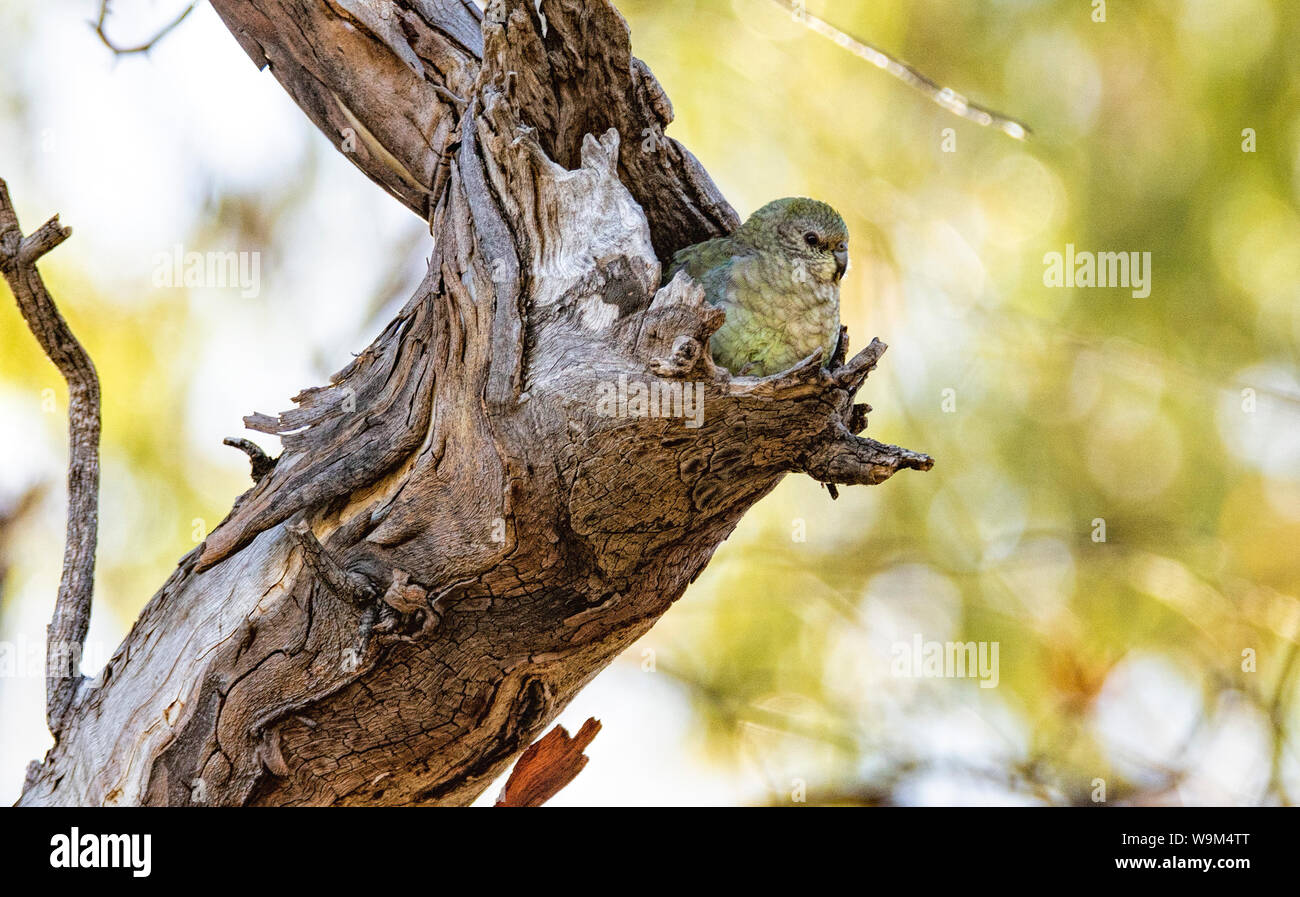 Red australian parrot hi-res stock photography and images - Alamy