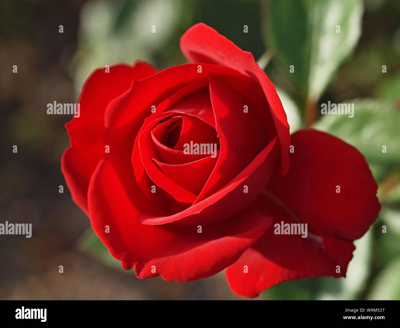 Macro of a blooming red rose Stock Photo - Alamy