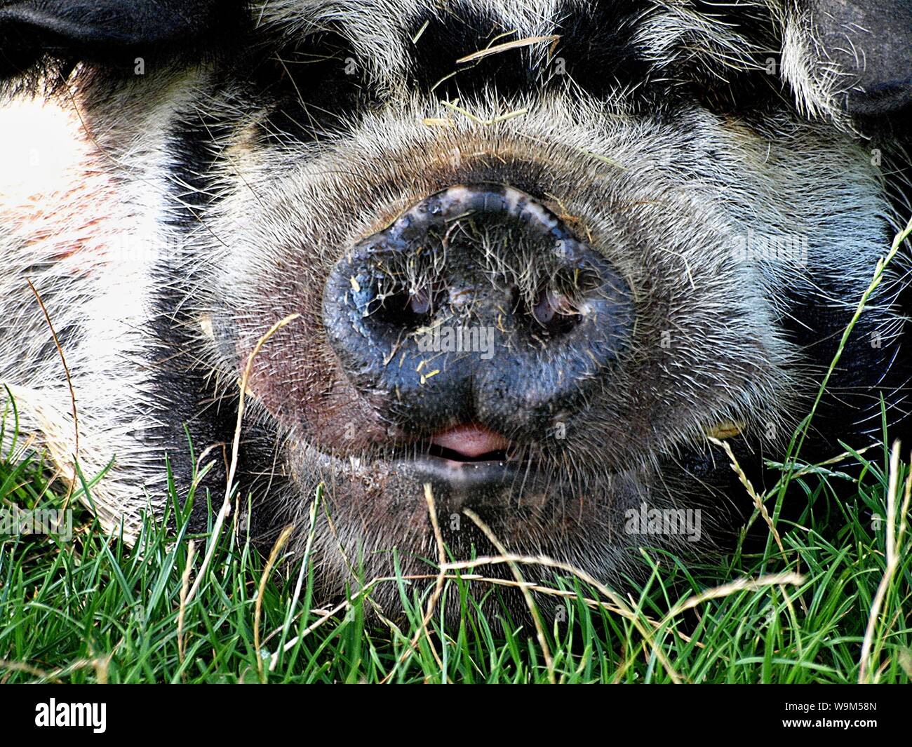 Macro of the nose of a pig Stock Photo - Alamy