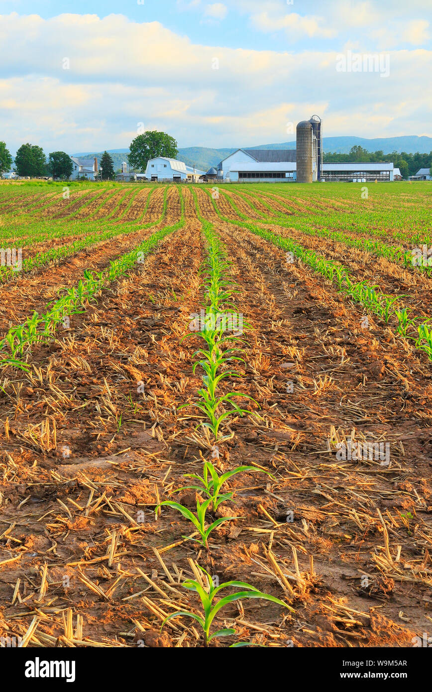 Corn Field, Dayton, Shenandoah Valley of Virginia, USA Stock Photo - Alamy