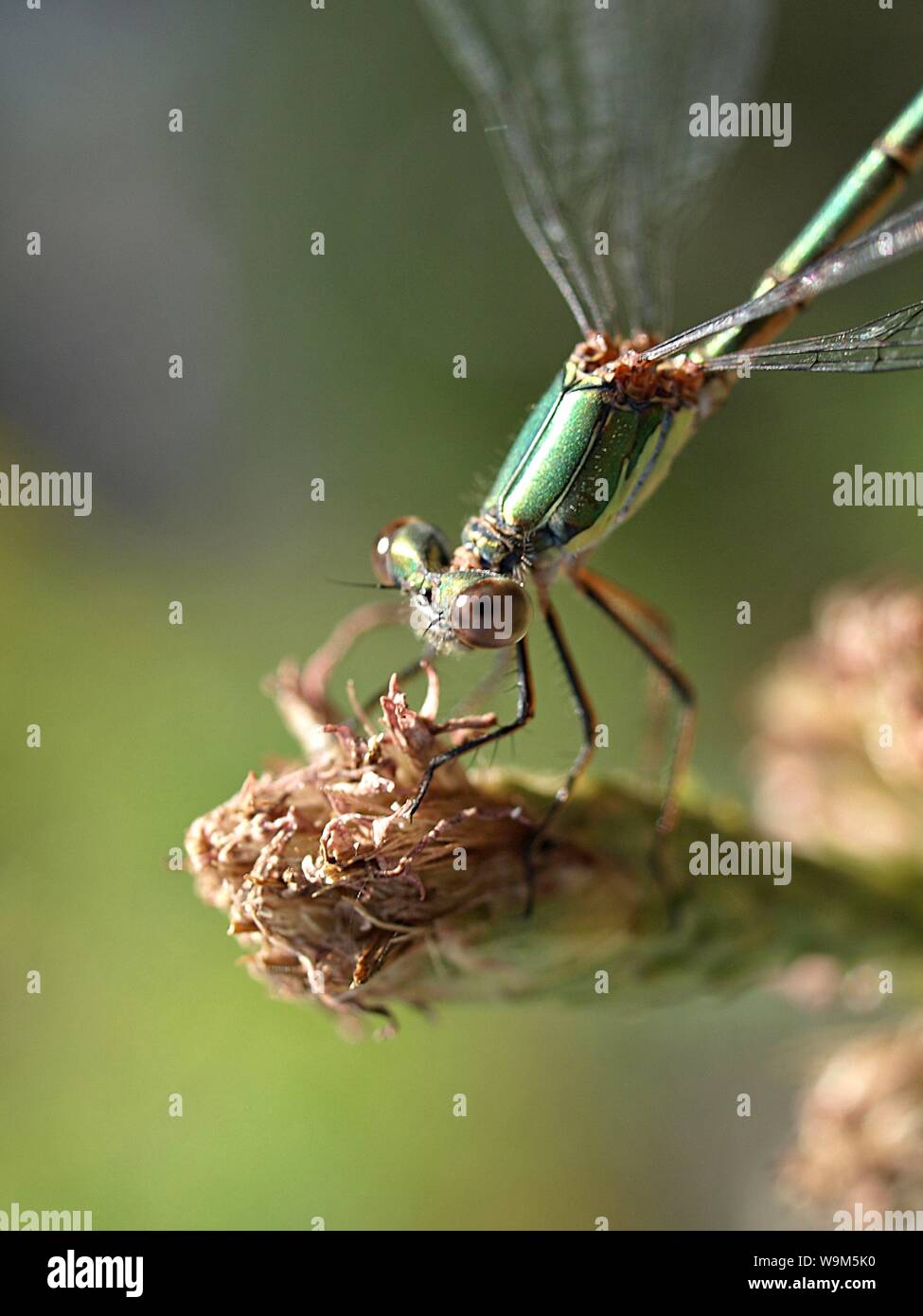 Green magnificent dragonflies hi-res stock photography and images - Alamy