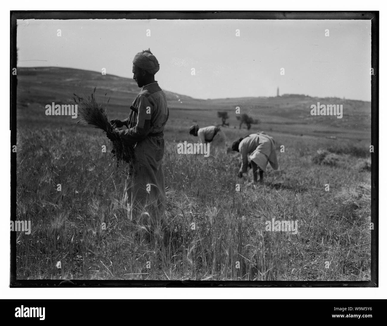 Arab Peasants. Reaping scenes Stock Photo - Alamy