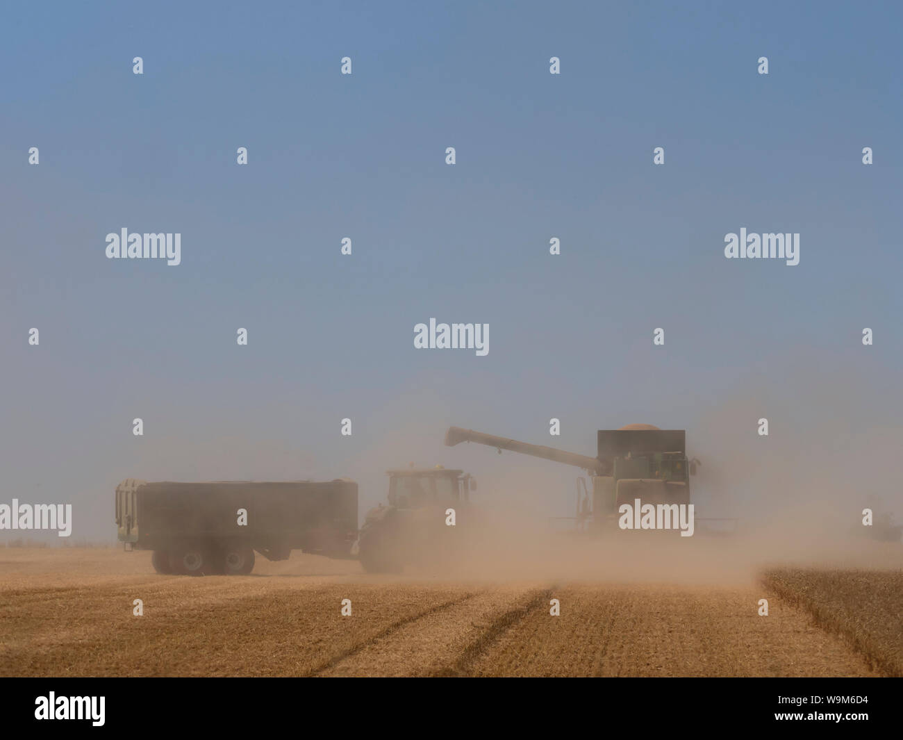 Combine Harvester and tractor trailer at work harvesting grain in a ...