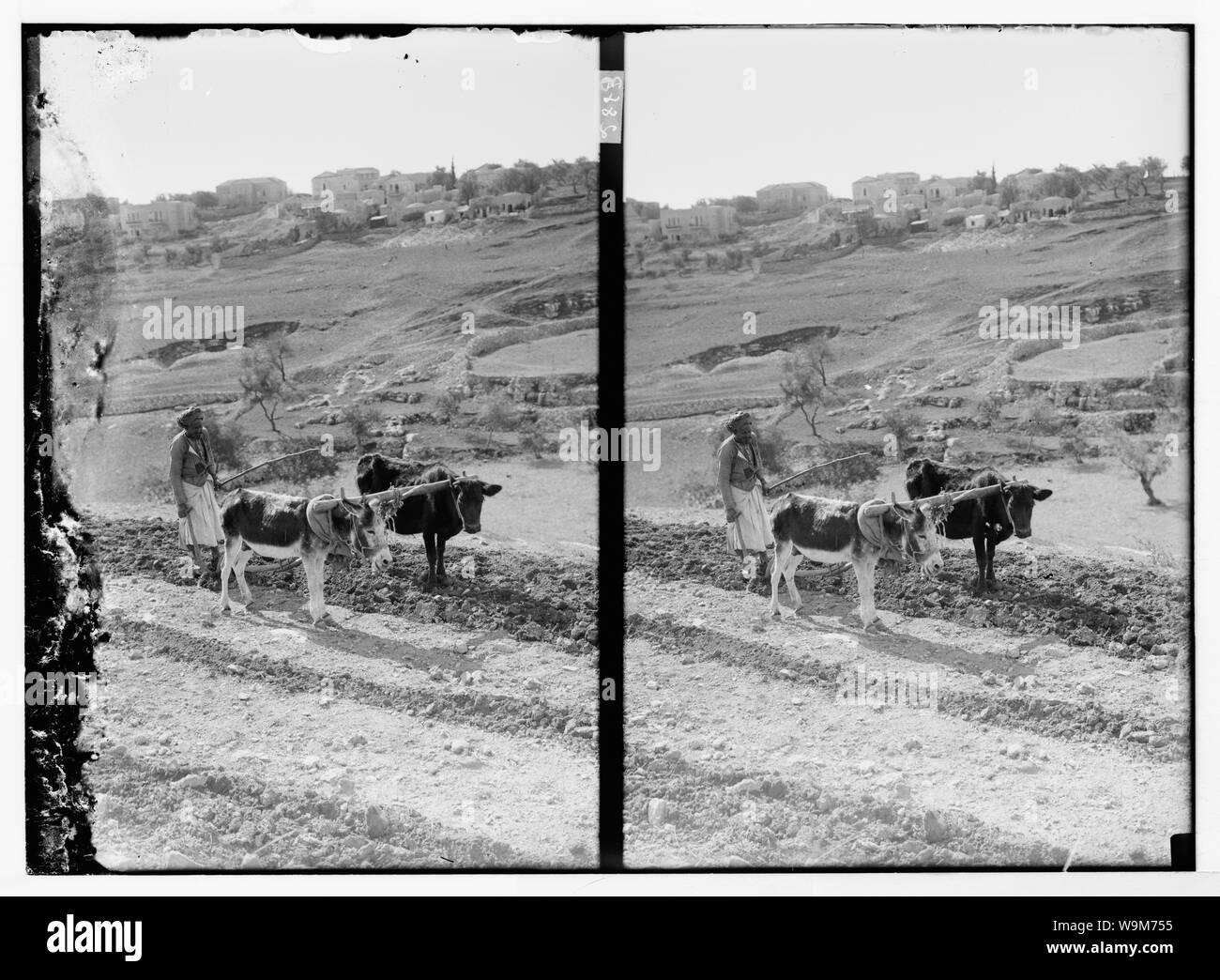 Arab plowing w/donkey and cow Stock Photo - Alamy