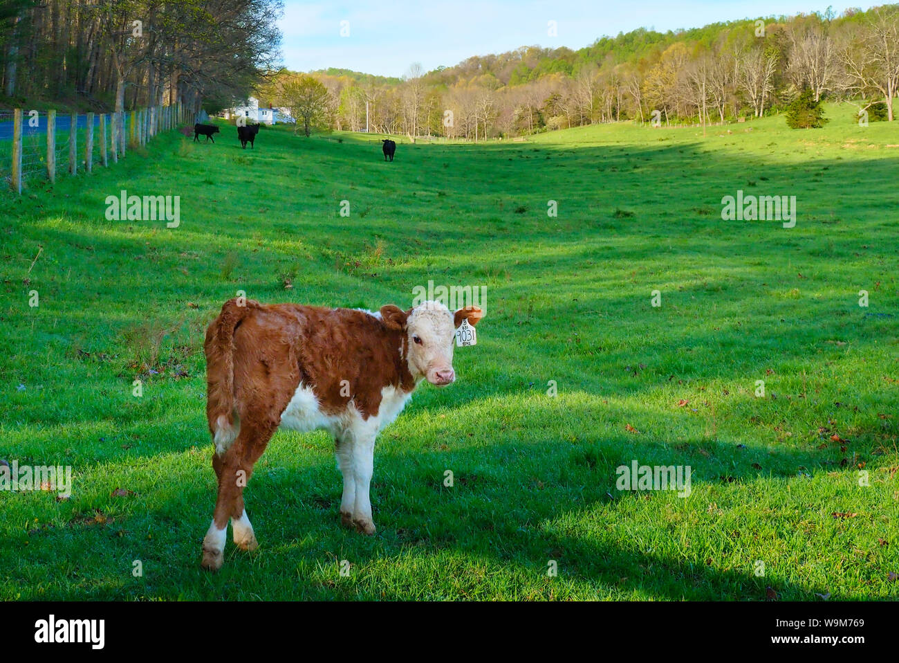 Cattle grazing on farm near Middlebrook in the Shenandoah Valley ...