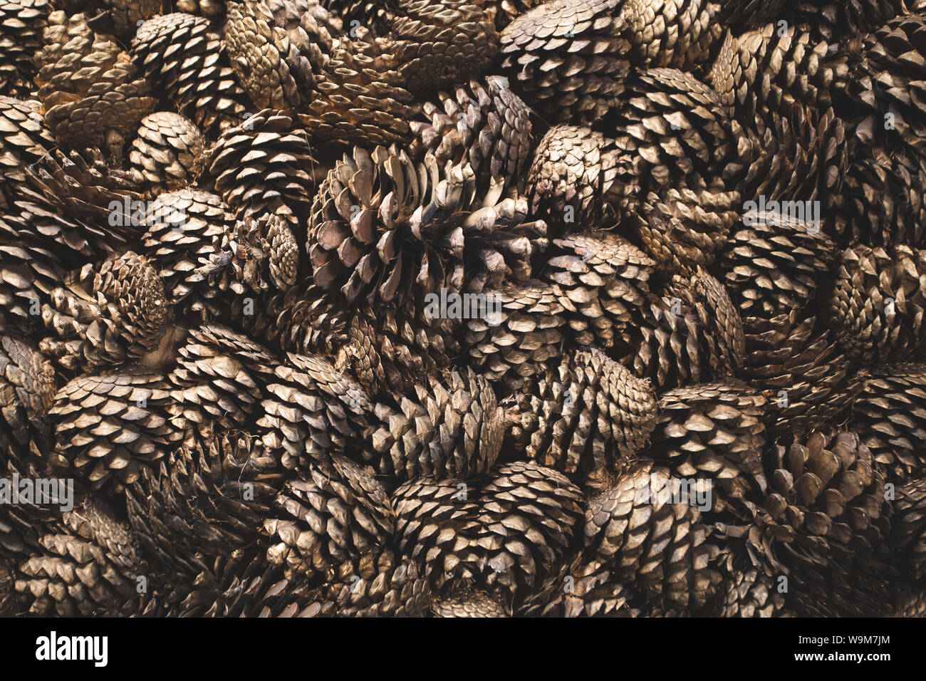 Natural background of brown pine and fir cones close up. Texture of ...