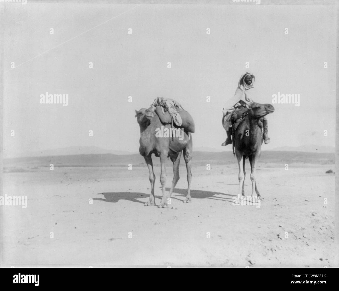 Arabia: Camels being used for transportation Abstract: 2 camels with an ...