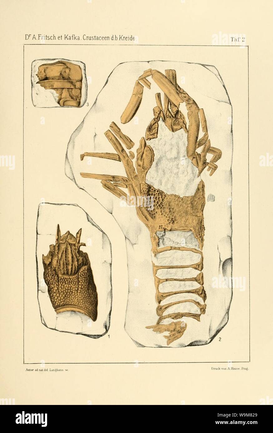 Crustaceen hi-res stock photography and images - Alamy