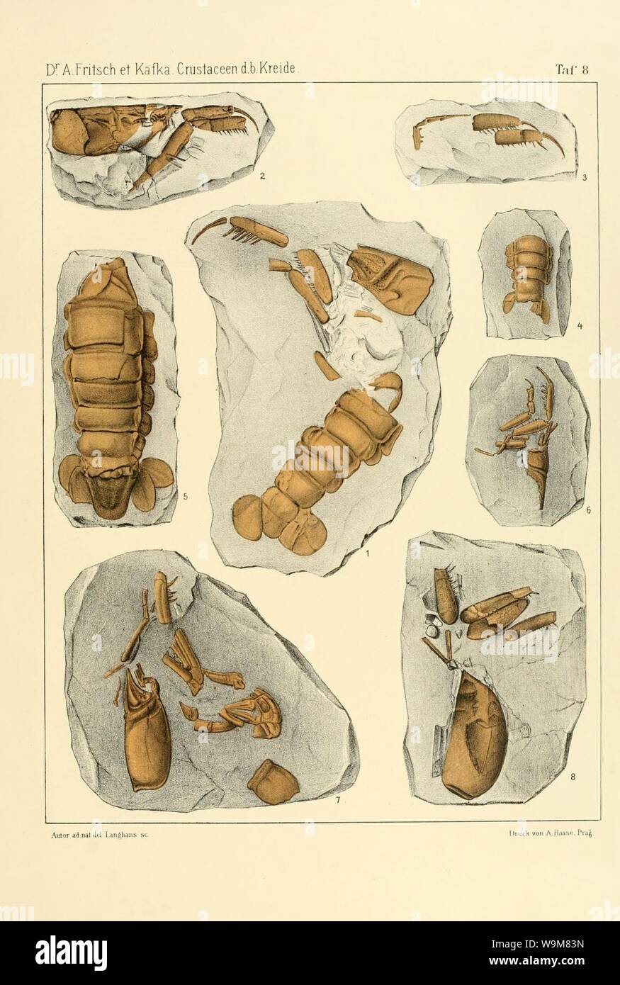 Crustaceen hi-res stock photography and images - Alamy