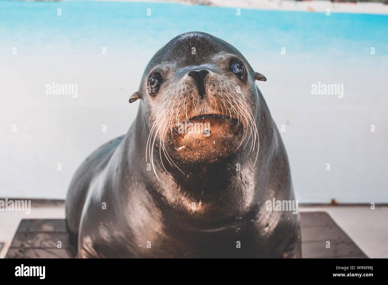 Closeup shot of a back seal Stock Photo - Alamy