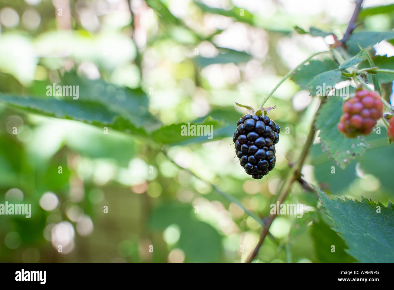 Blackberry on the vine hi-res stock photography and images - Alamy