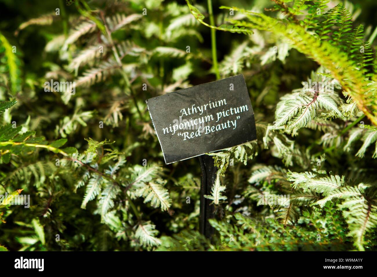 Athyrium niponicum pictum Japanese painted fern Stock Photo - Alamy