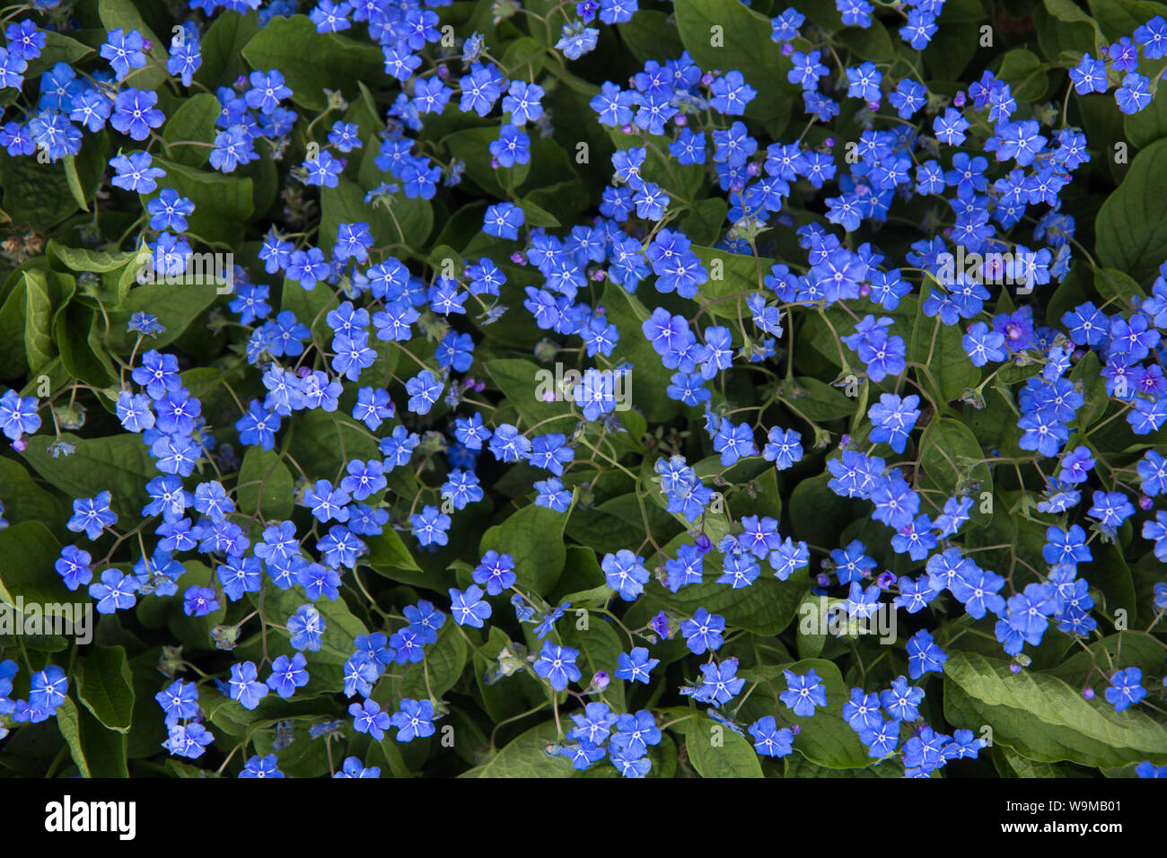 Blue flowers in spring hi-res stock photography and images - Alamy