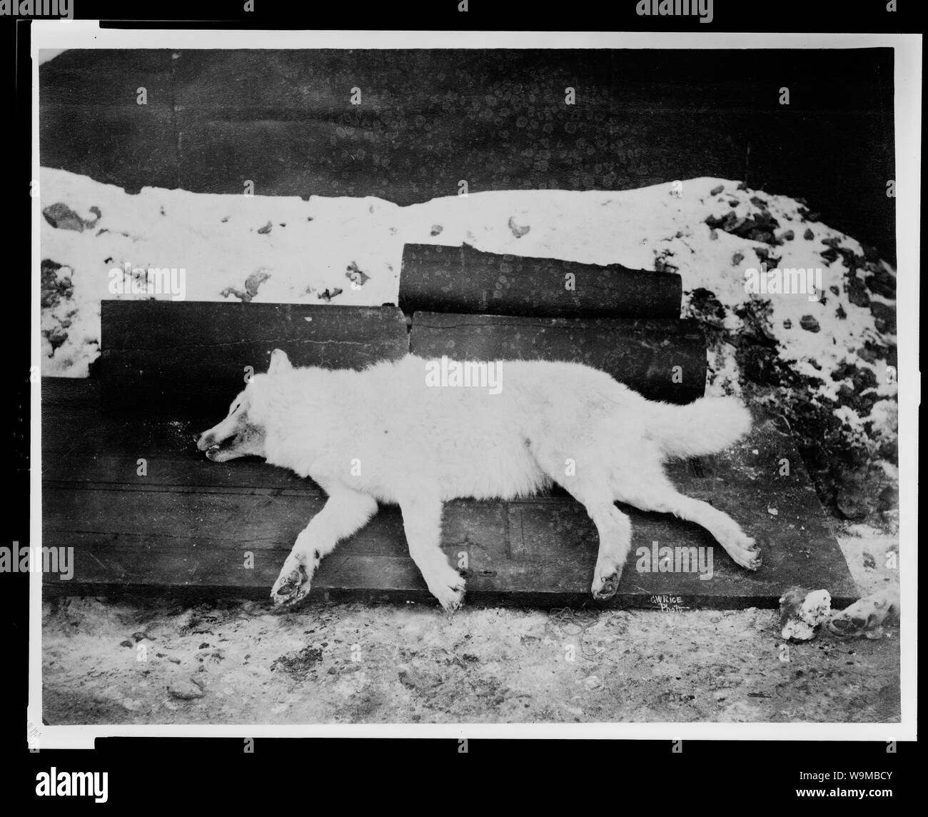 Arctic wolf killed near Fort Conger / G.W. Rice photo Stock Photo - Alamy