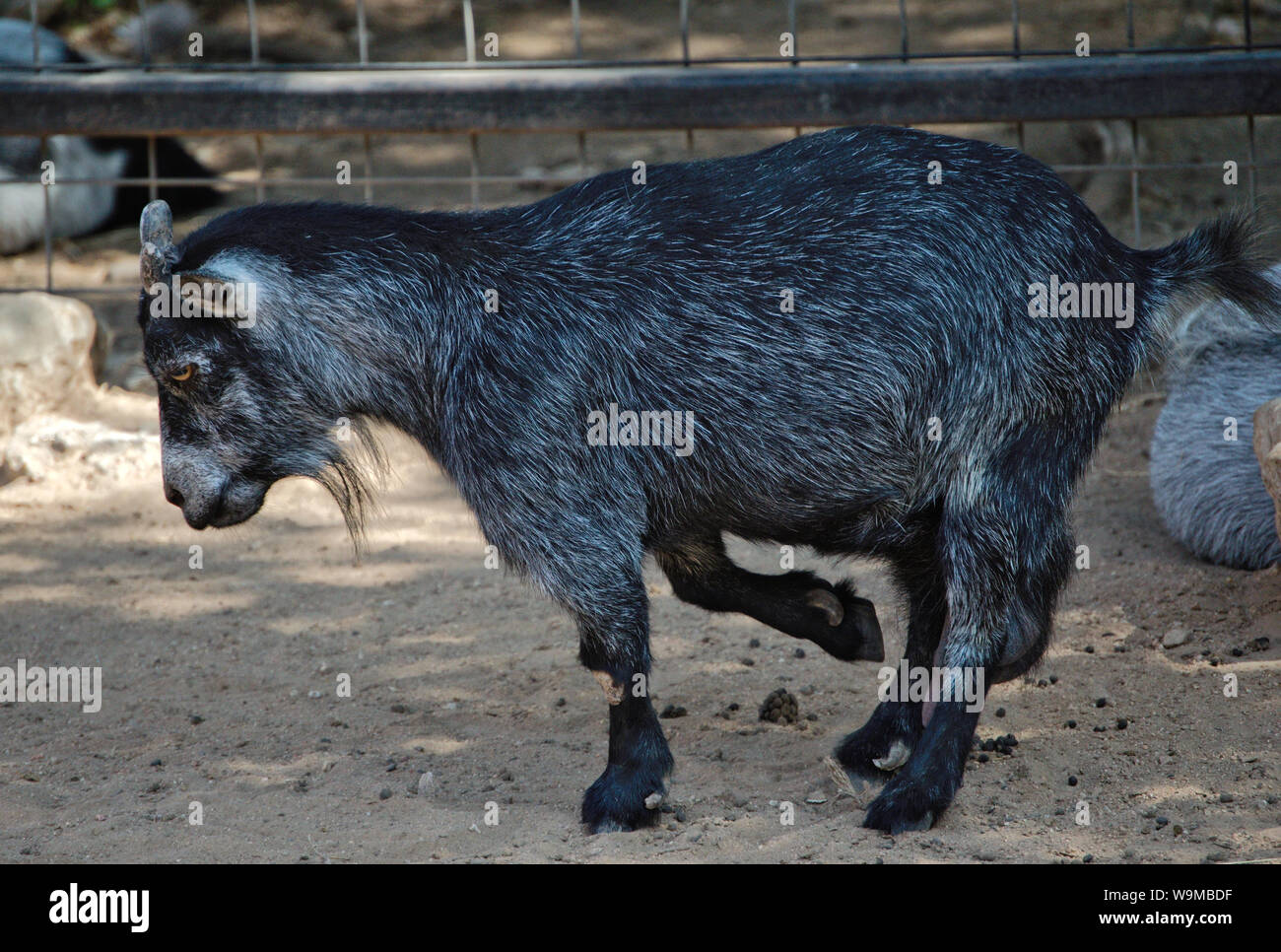 Small black pygmy goat Stock Photo - Alamy