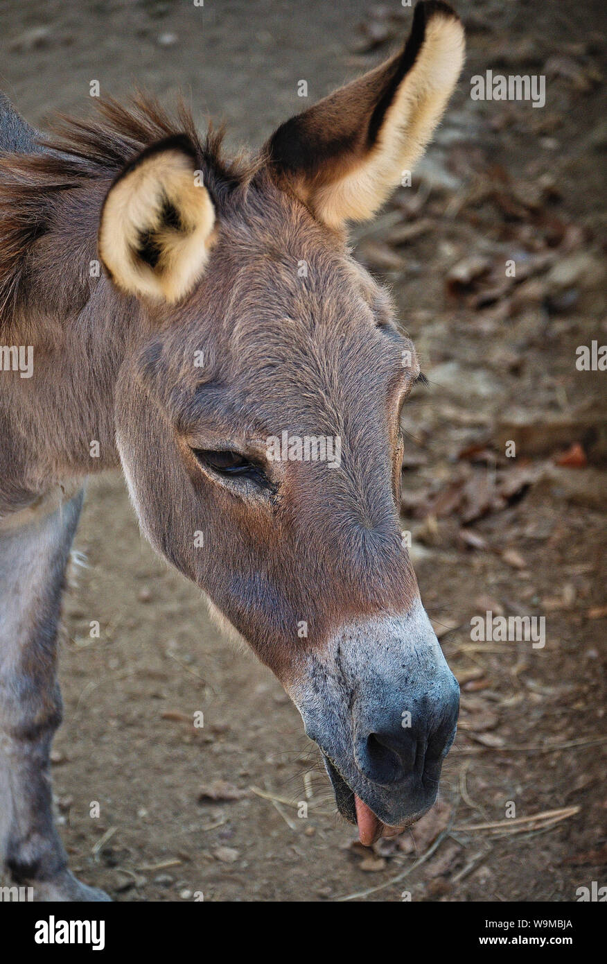 Small burro, donkey or jackass Stock Photo - Alamy