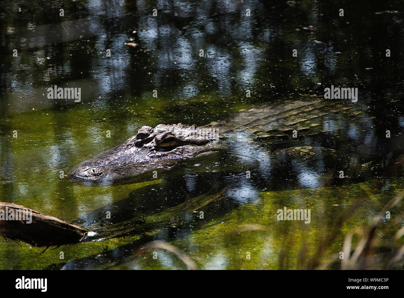 Alligator floating in a green water pond Stock Photo - Alamy