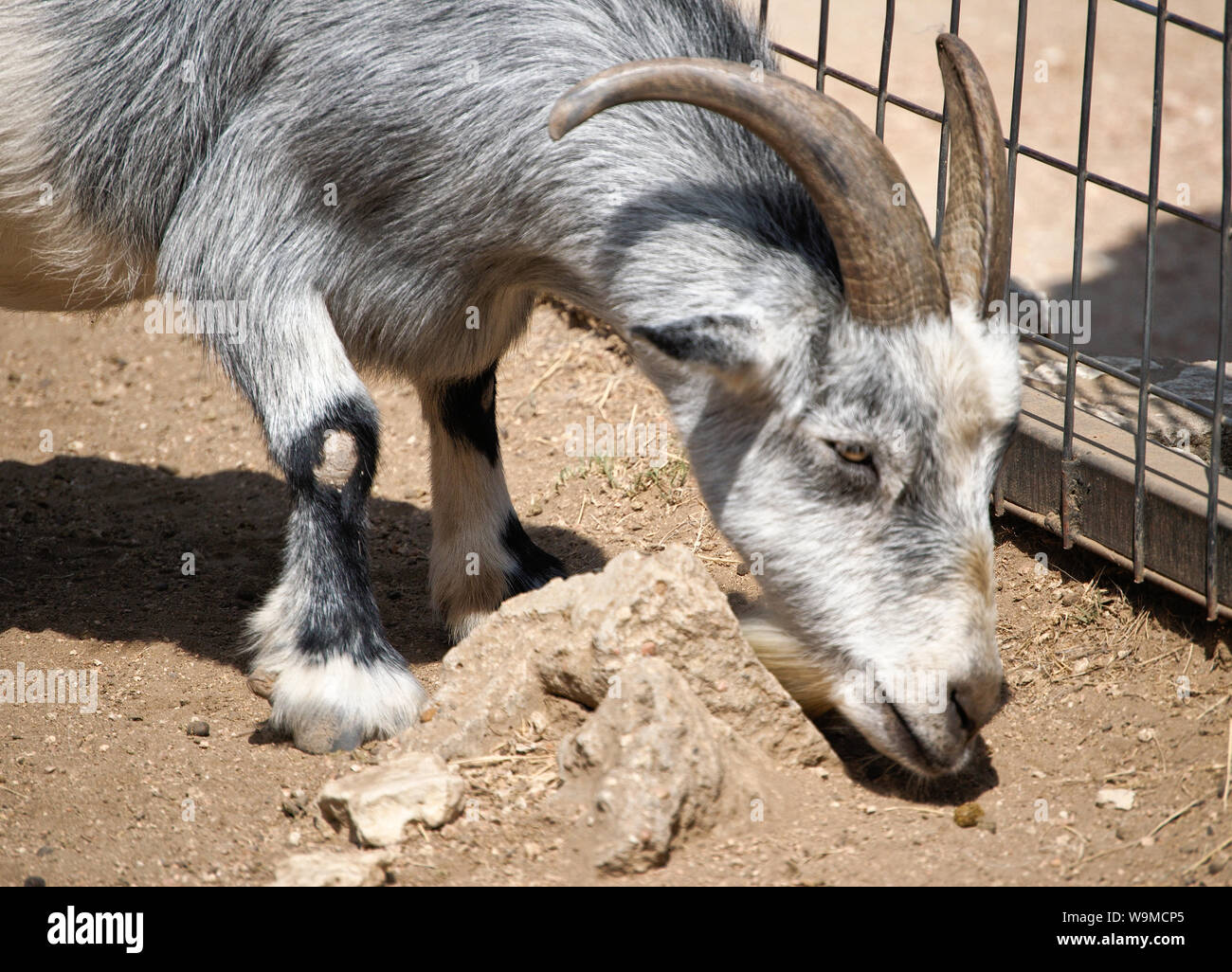 Small horned goat eating pellets in a petting zoo Stock Photo - Alamy