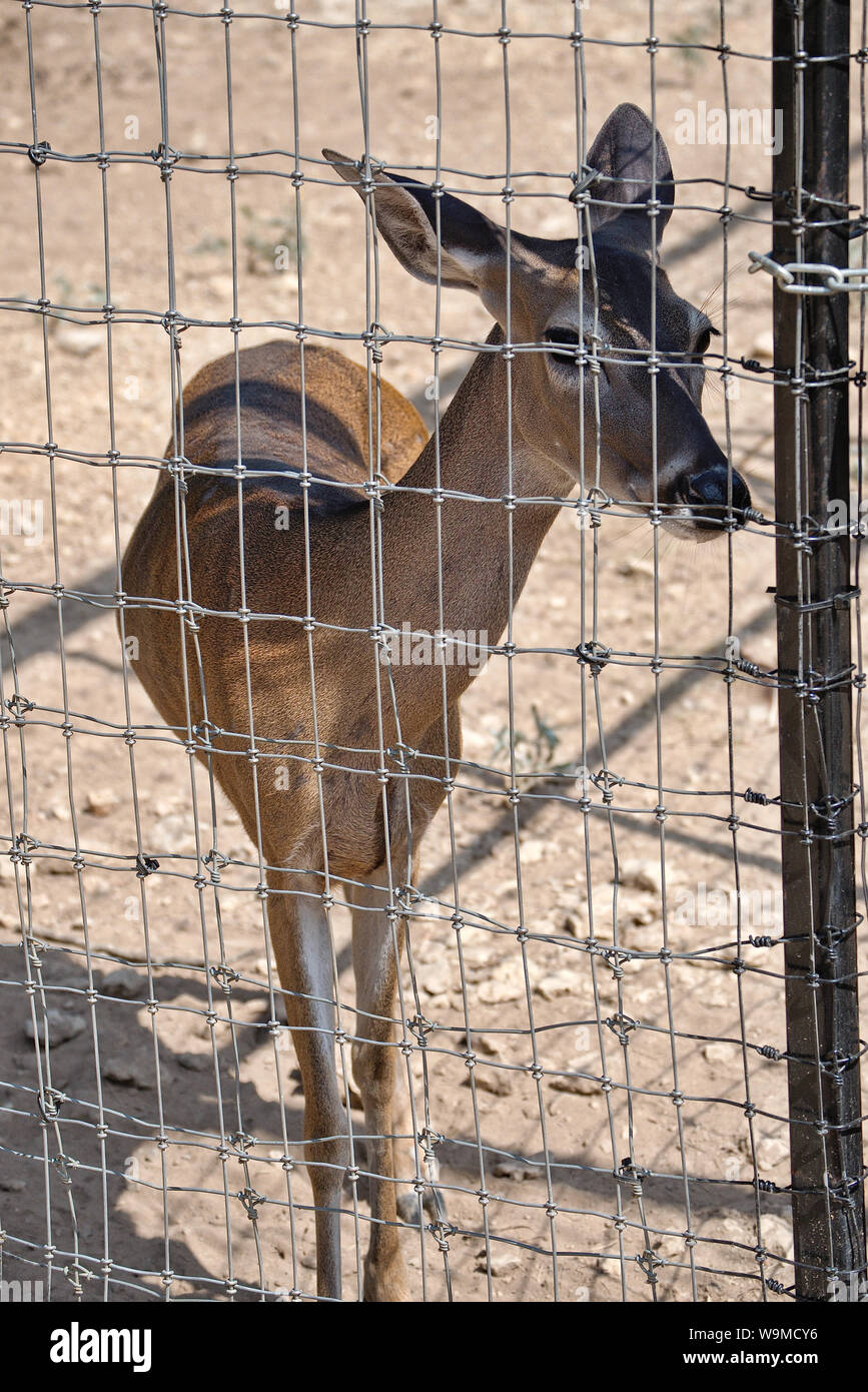 Small doe hi-res stock photography and images - Alamy