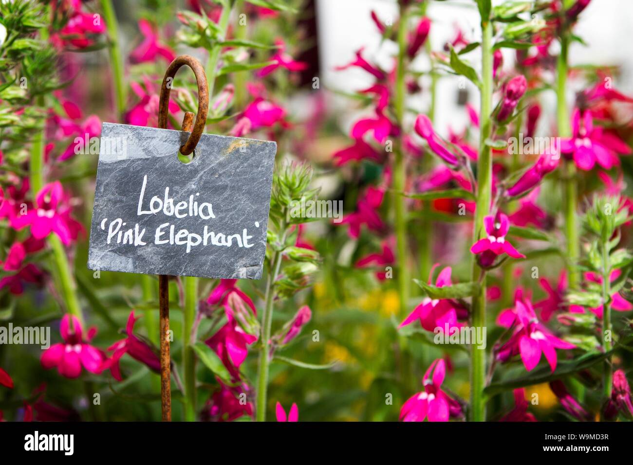 a lobelia pink elephant garden gardening plant plants gardens Stock ...