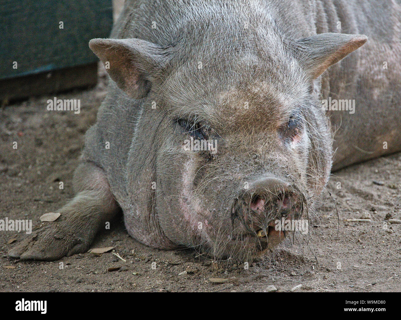 Ugly hairy light grey pig or hog Stock Photo - Alamy