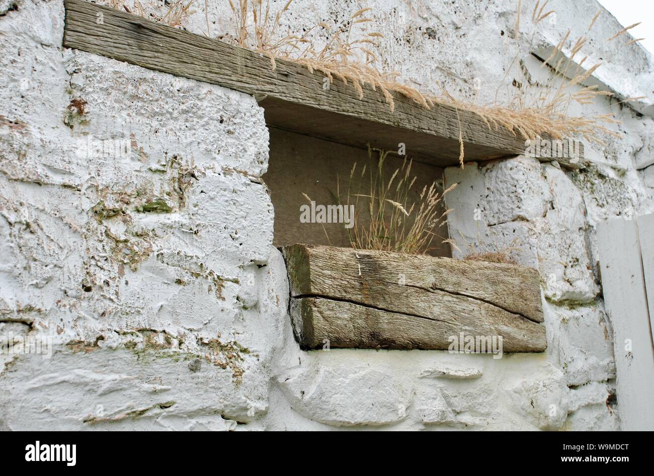 Detail of grass growing in stone wall, Shetland, Scotland Stock Photo ...
