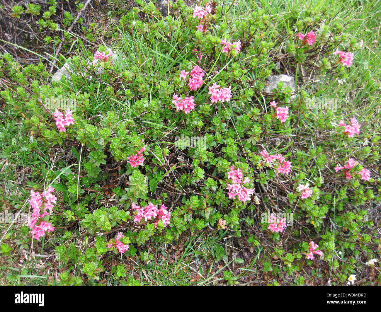 Alpine roses in the mountains hi-res stock photography and images - Alamy