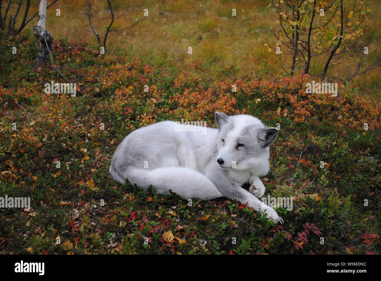 Arctic fox in the forest in autumn Stock Photo - Alamy