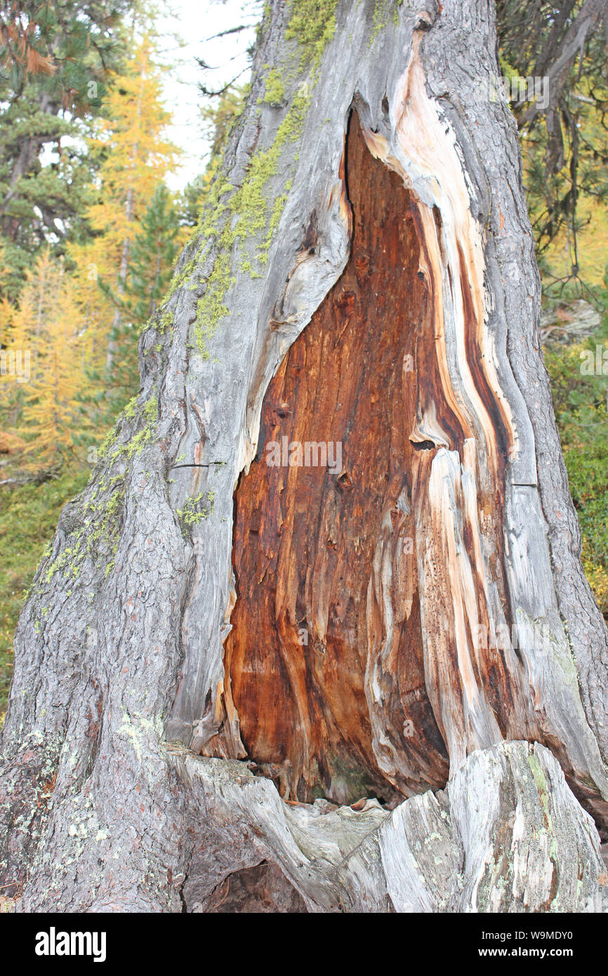Stunning inside of a huge tree in the middle of a forest Stock Photo ...