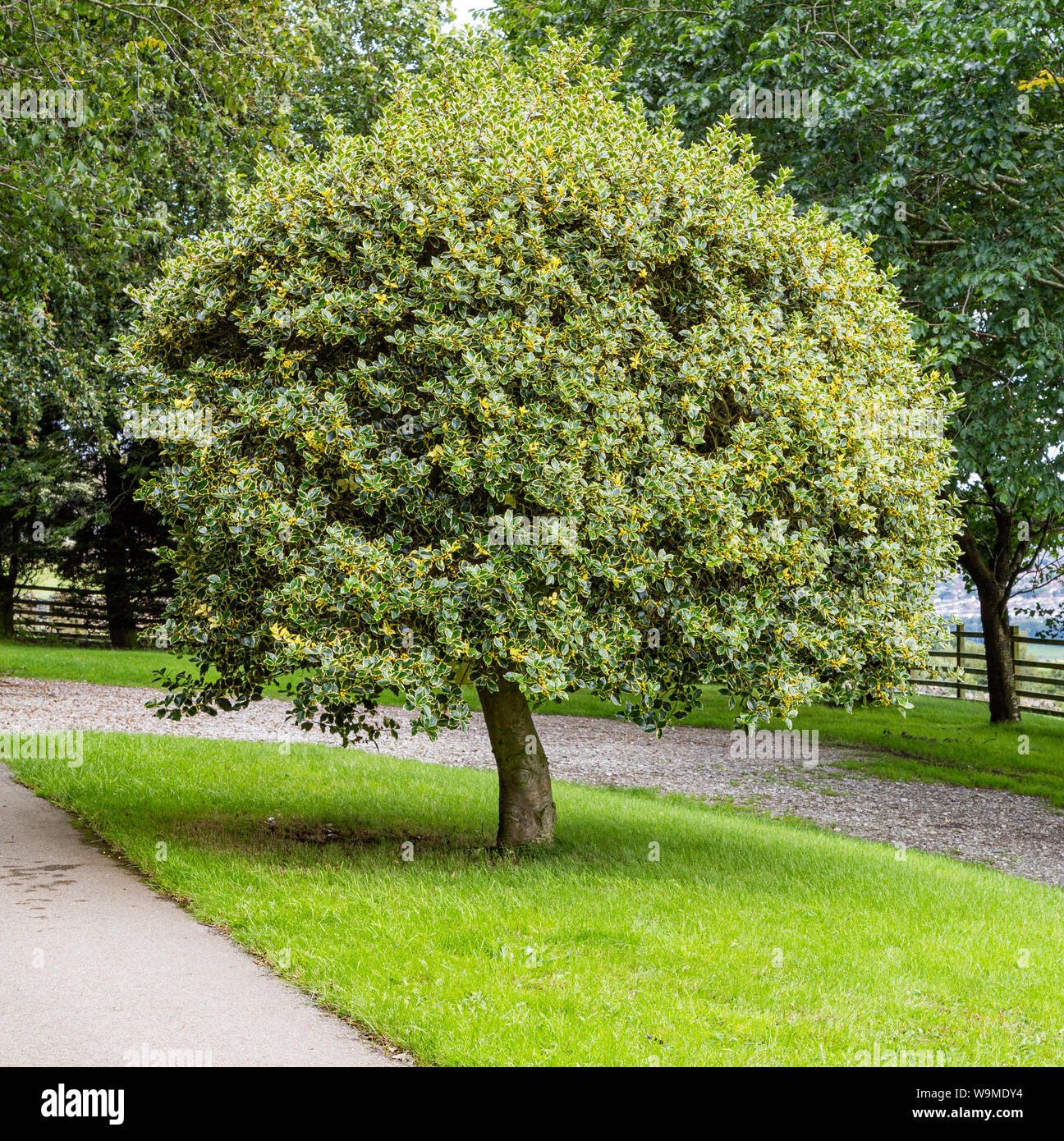 Holly tree garden hi-res stock photography and images - Alamy