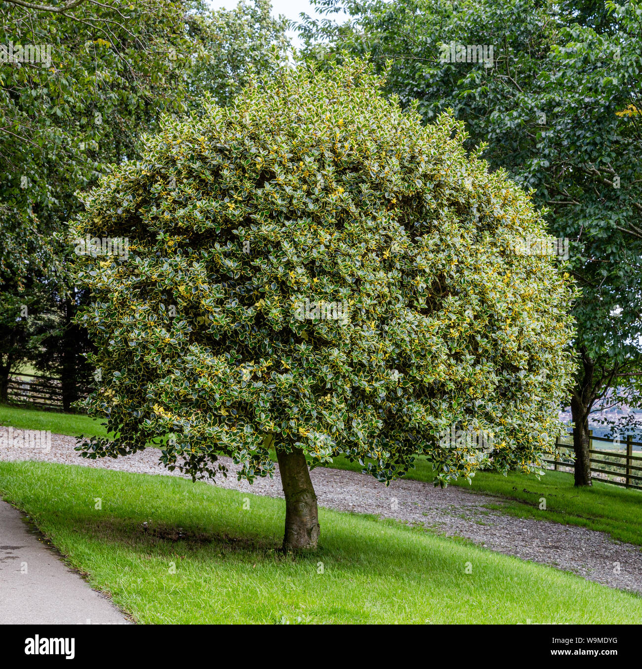 Planted in the lawn hi-res stock photography and images - Alamy