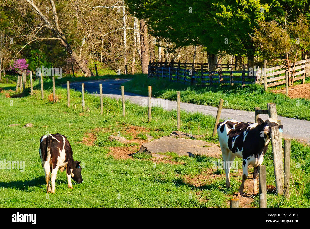 Cows near Mossy Creek in the Shenandoah Valley of Virginia, USA Stock ...