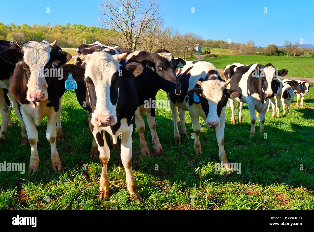 Cows near Mossy Creek in the Shenandoah Valley of Virginia, USA Stock ...