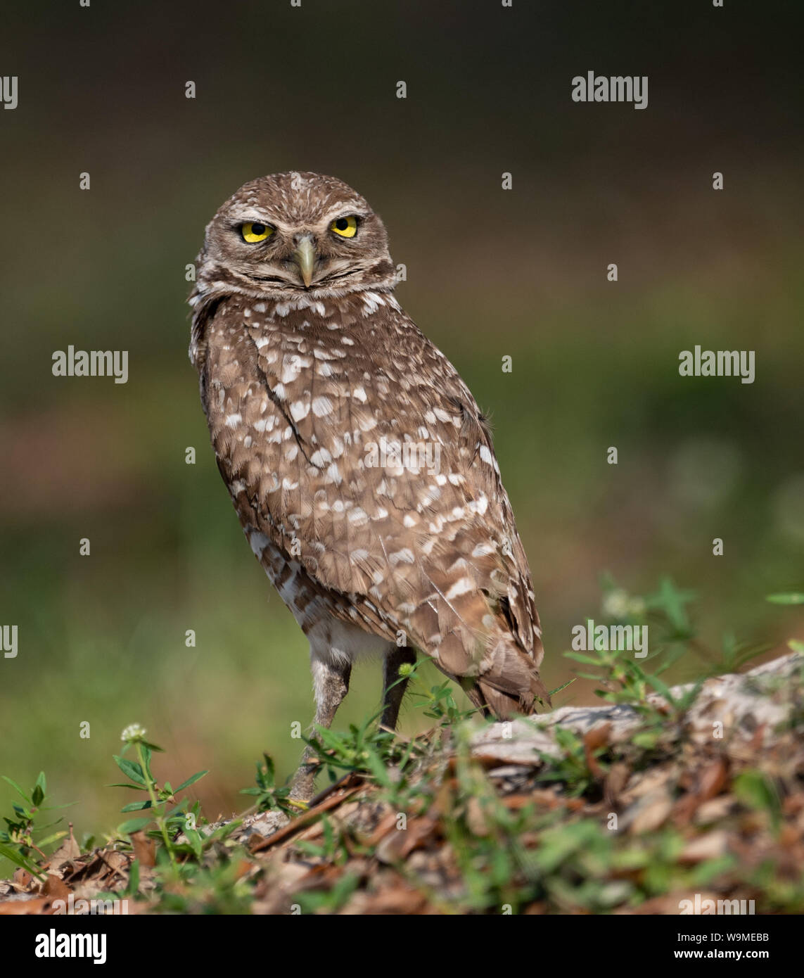Burrowing Owl in Florida Stock Photo - Alamy