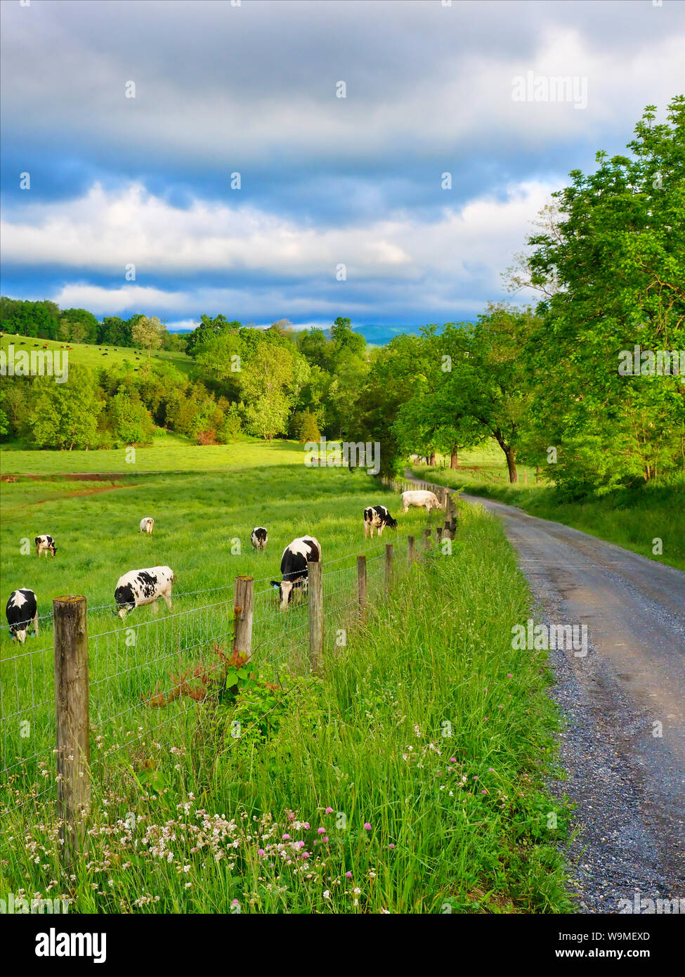 Cows near Mossy Creek in the Shenandoah Valley of Virginia, USA Stock ...