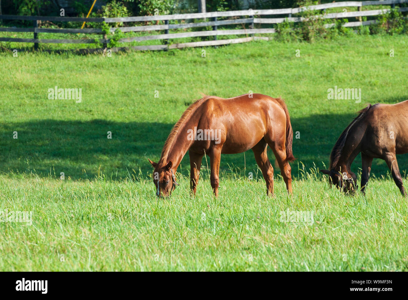 Hore farm hi-res stock photography and images - Alamy