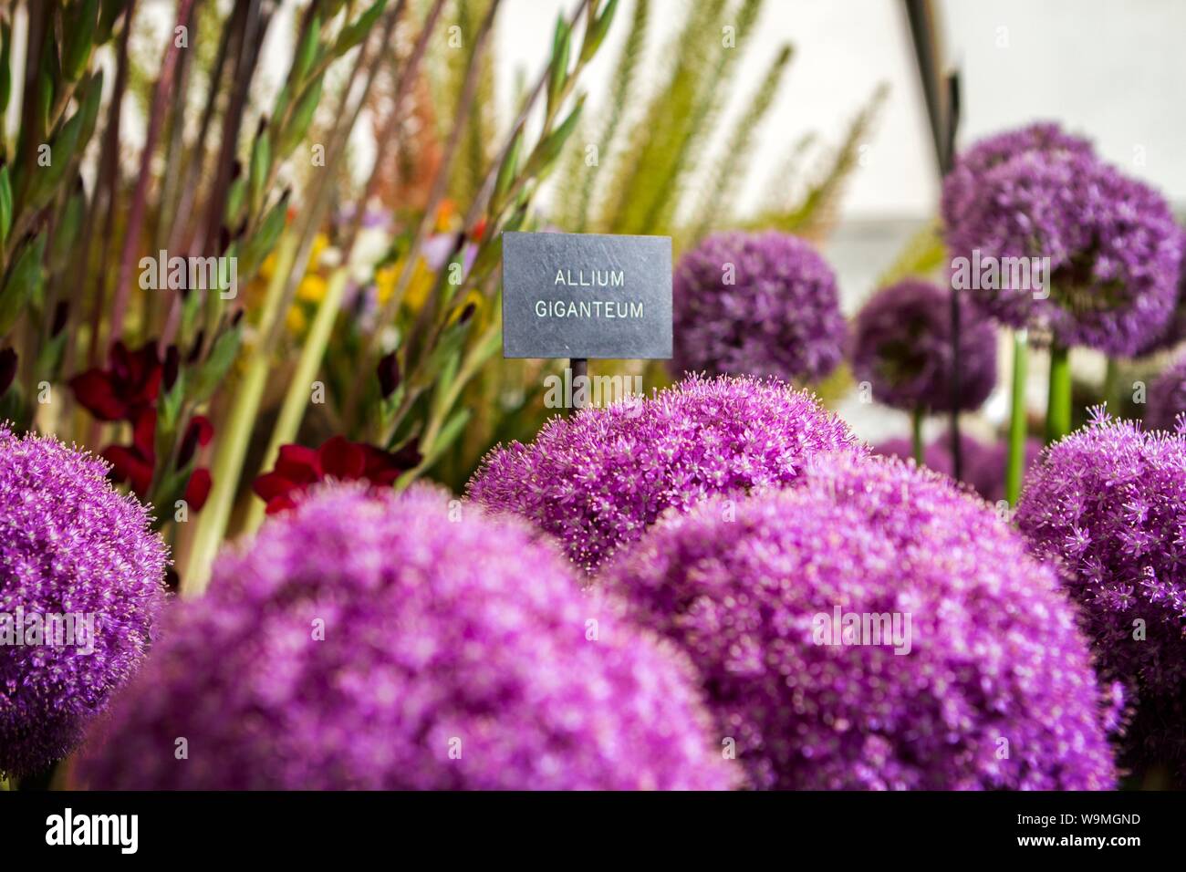 Alium giganteum flower hi-res stock photography and images - Alamy