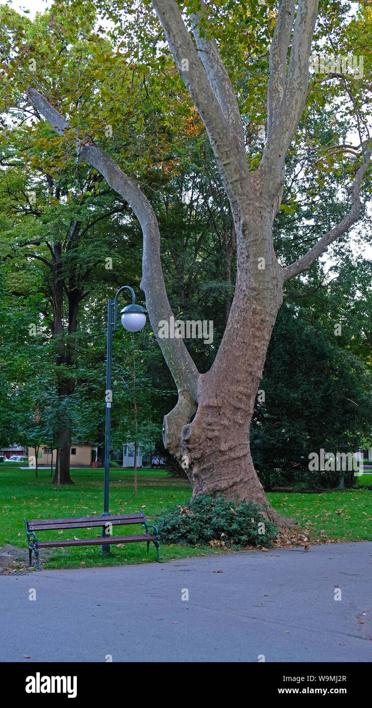 Tall mature tree hi-res stock photography and images - Alamy