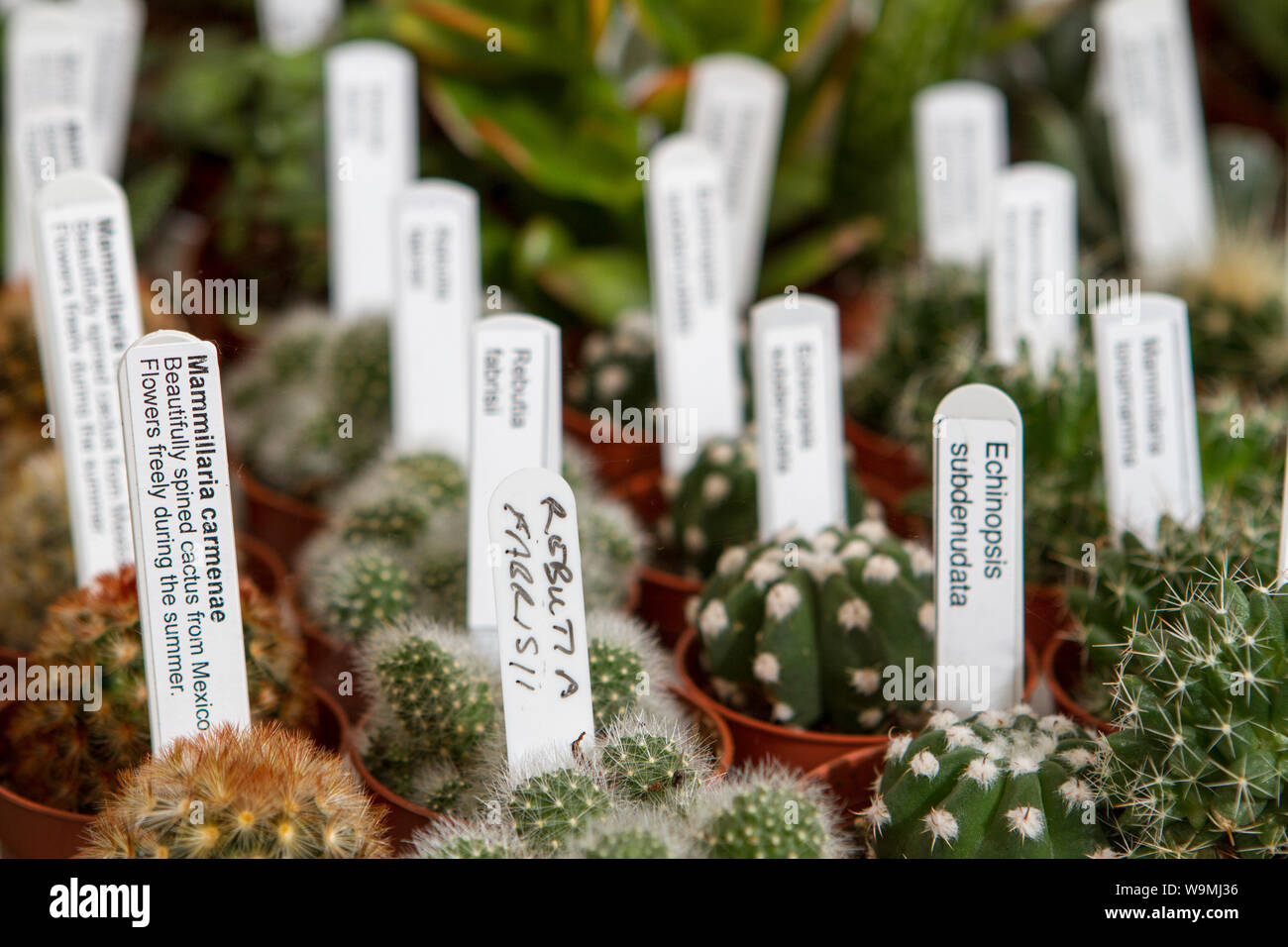 Mammillaria Carmenae cactus succulent. Garden gardening plant plants ...