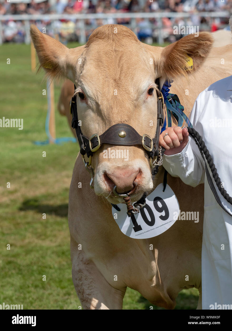 Turriff, Scotland - Aug 05, 2019: Cattle in the judging ring at the ...