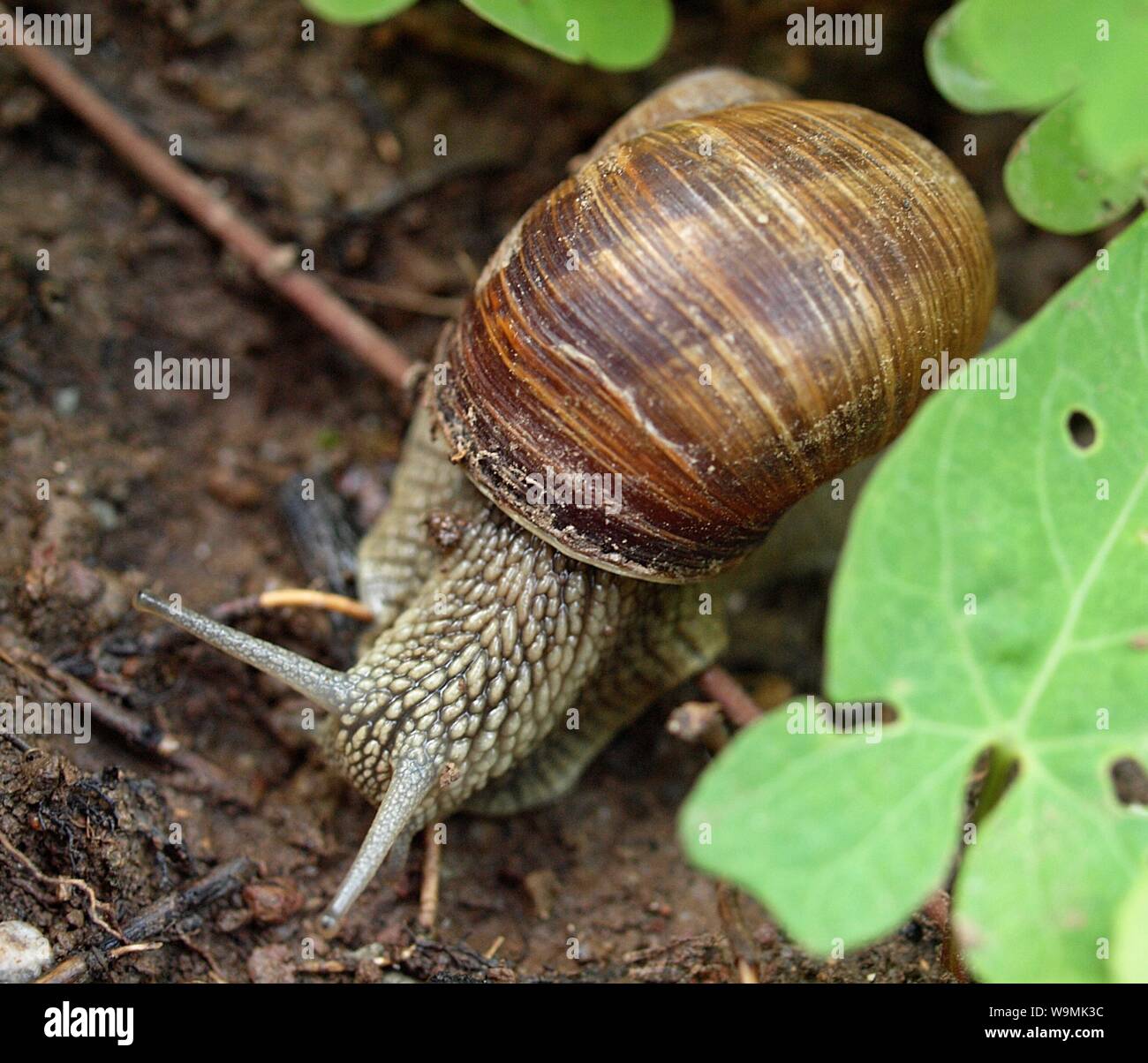 Weinberg snail hi-res stock photography and images - Alamy