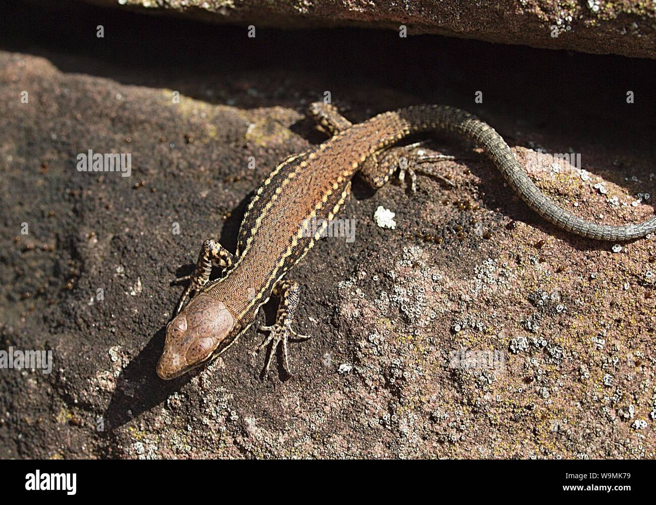 Ibiza wall lizard hi-res stock photography and images - Alamy