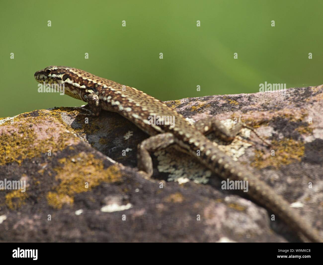 Macro of a wall lizard Stock Photo - Alamy