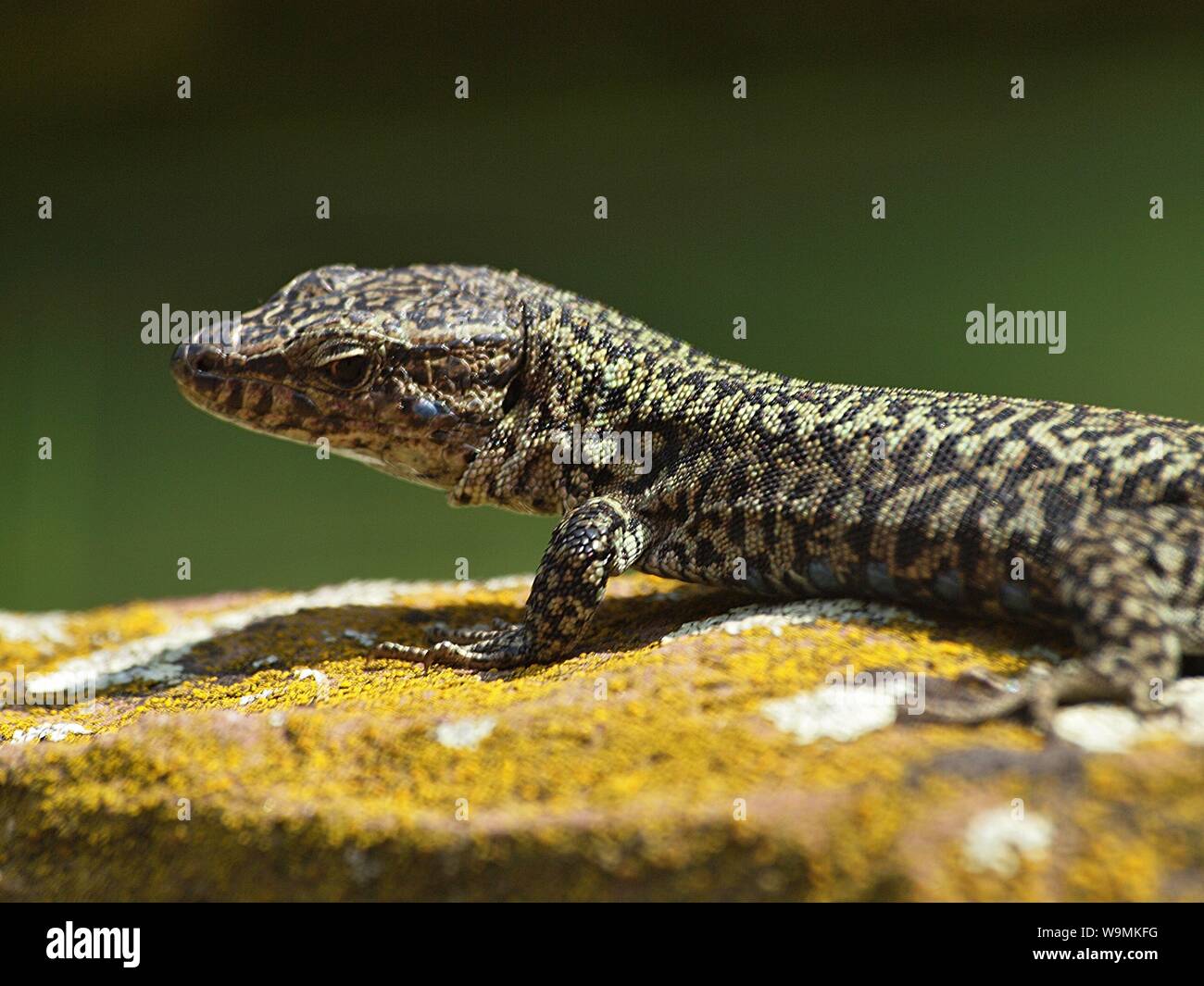 Ibiza wall lizards hi-res stock photography and images - Alamy
